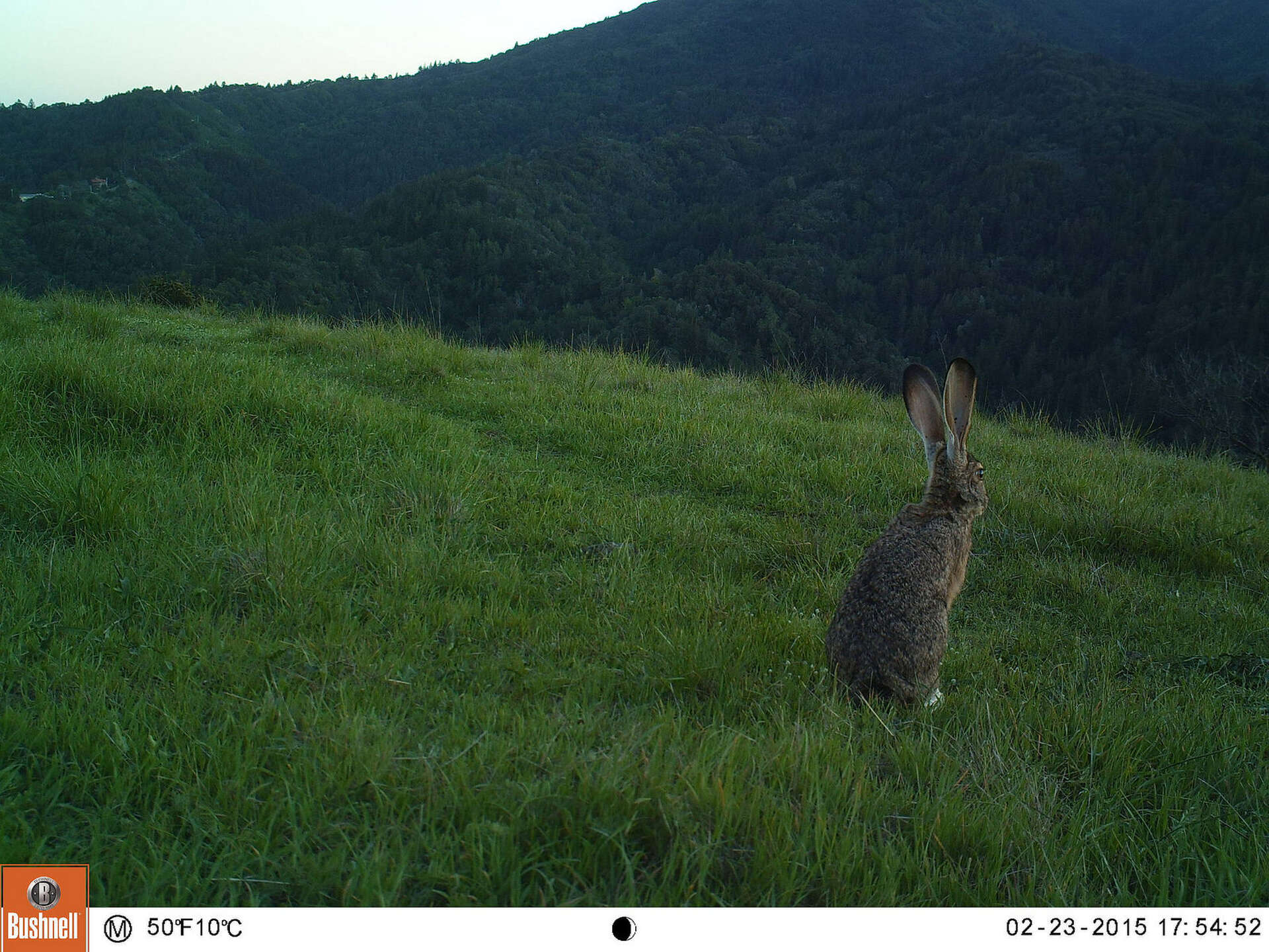 Bobcat takes a 'selfie' above Golden Gate Bridge