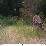 Bobcat takes a 'selfie' above Golden Gate Bridge - SFGate