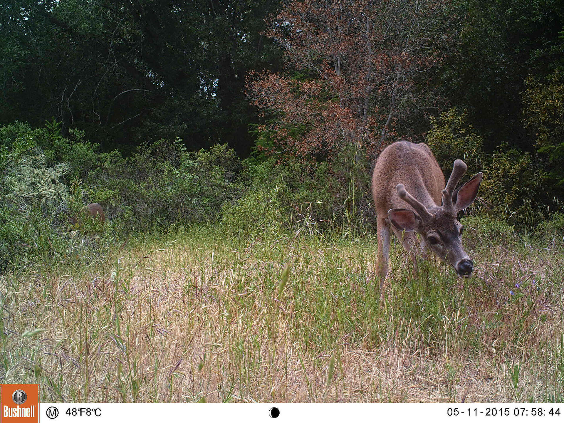 Bobcat takes a 'selfie' above Golden Gate Bridge