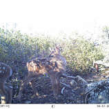 Bobcat takes a 'selfie' above Golden Gate Bridge - SFGate