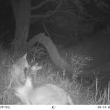 Bobcat takes a 'selfie' above Golden Gate Bridge - SFGate