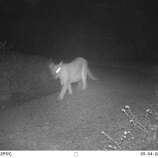Bobcat takes a 'selfie' above Golden Gate Bridge - SFGate