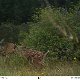 Bobcat takes a 'selfie' above Golden Gate Bridge - SFGate