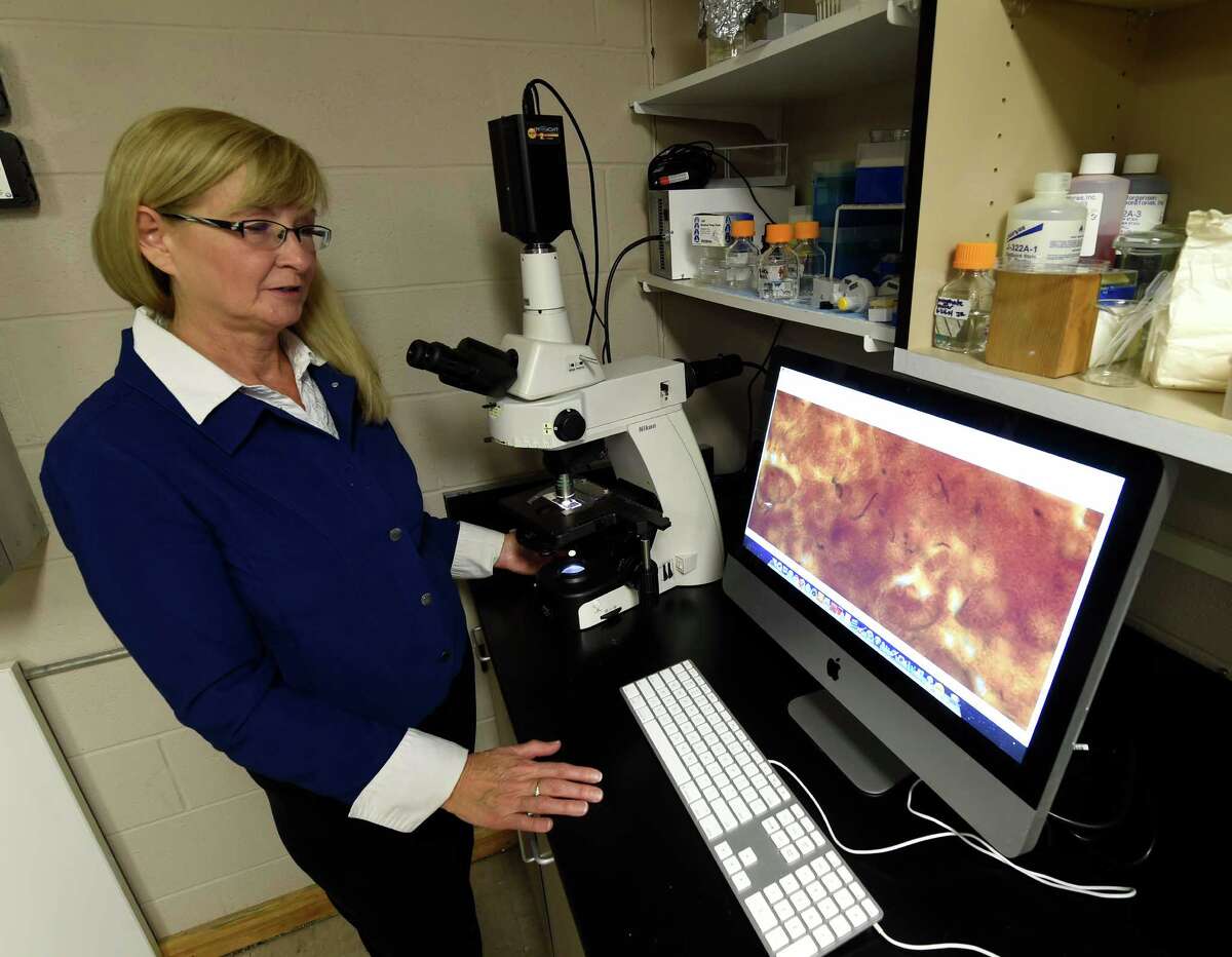 No cure for Lyme disease treatment debate