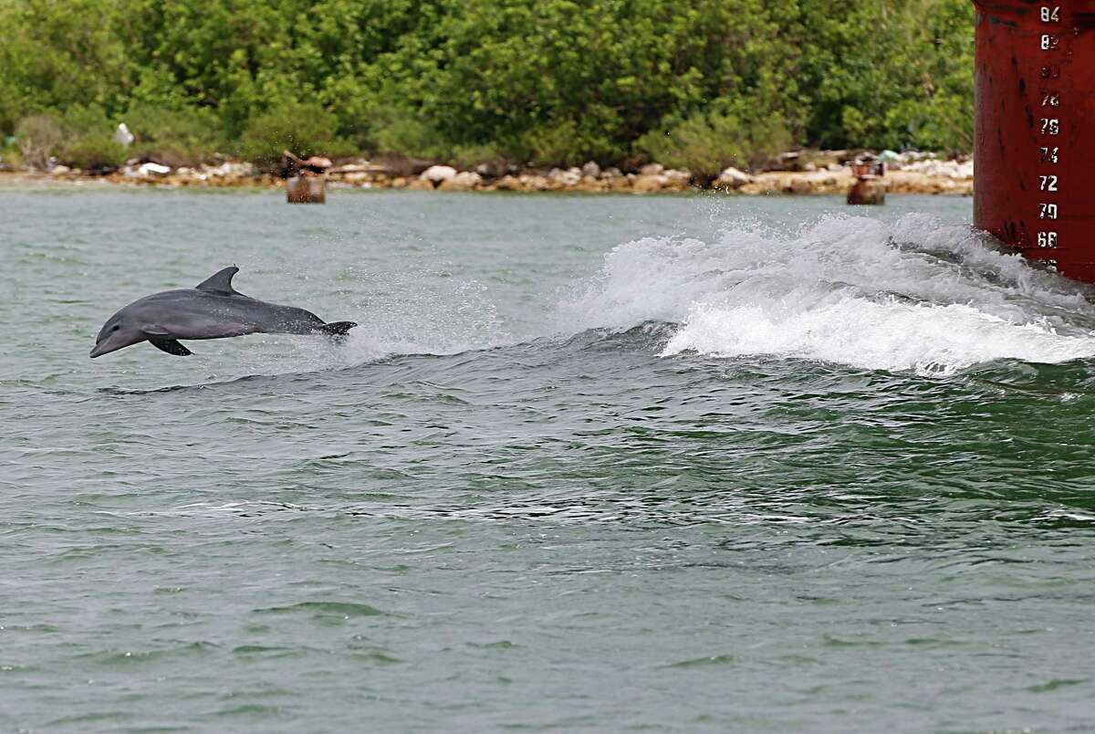 Six years after the Deepwater Horizon oil spill, scientists still know ...