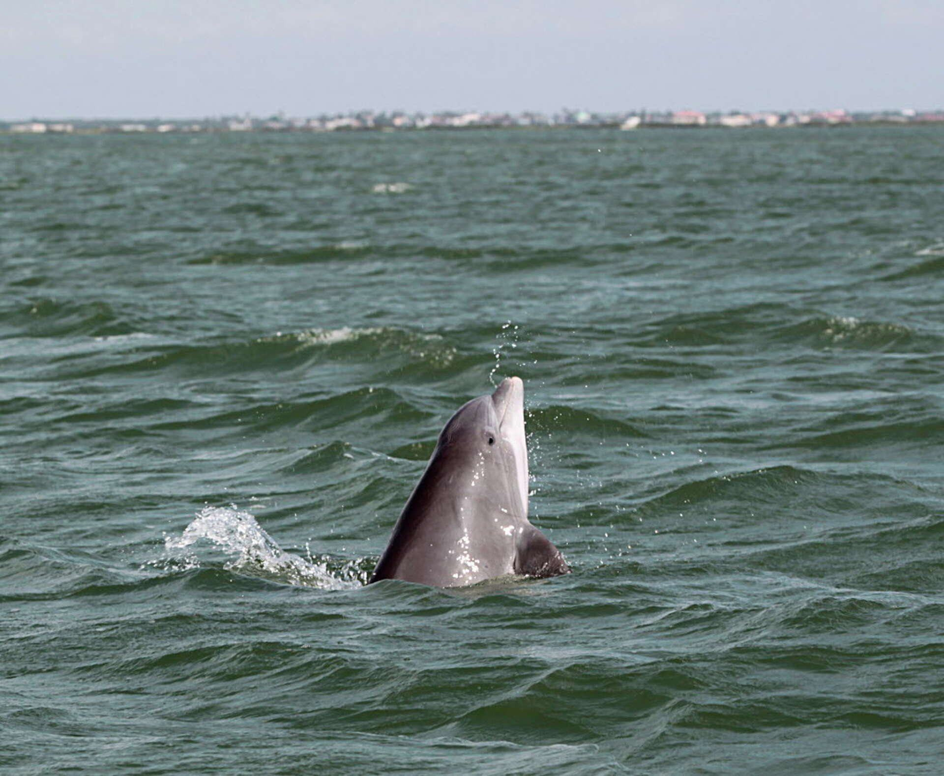 Six years after the Deepwater Horizon oil spill, scientists still know ...