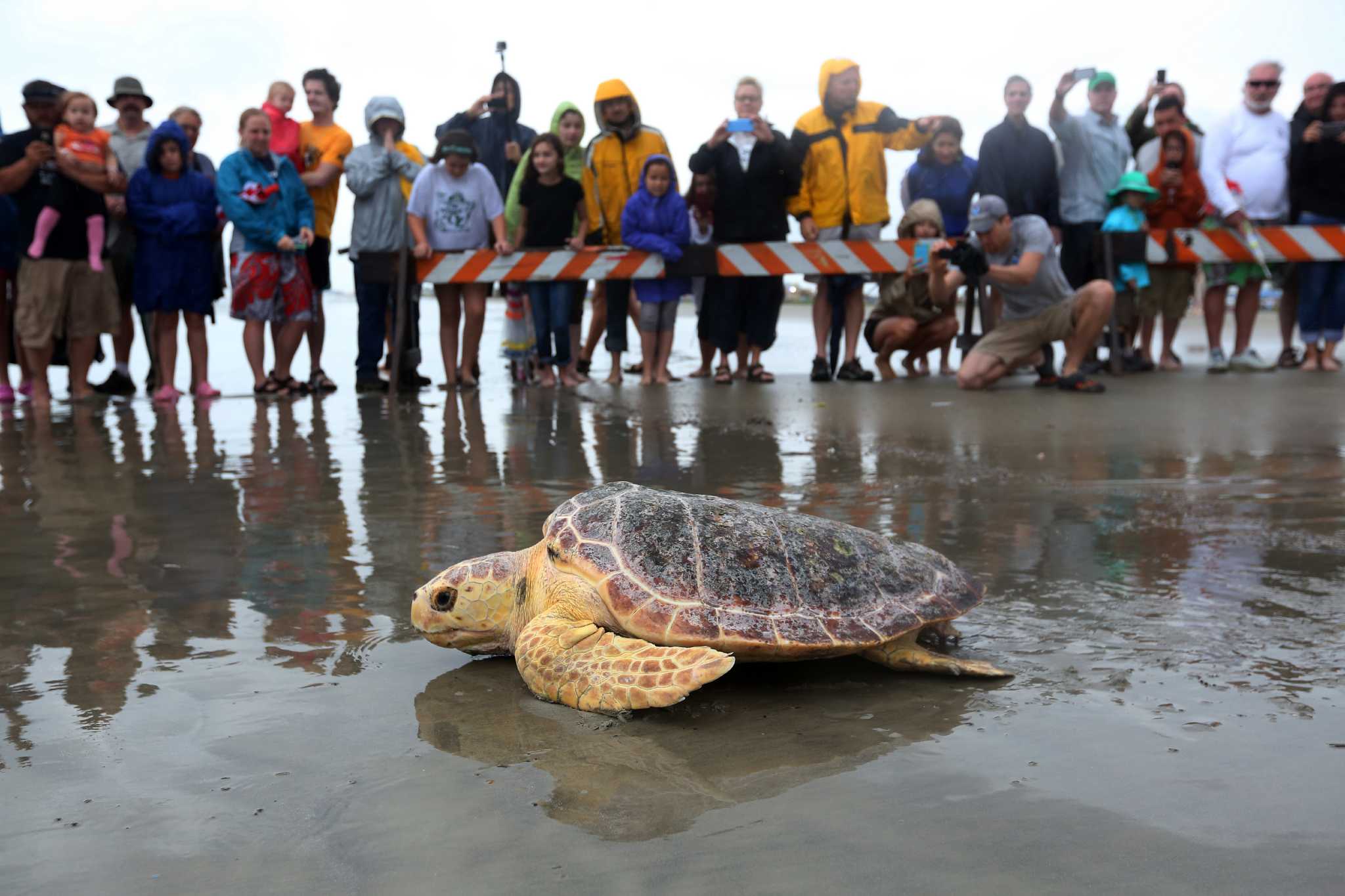 Sea turtle recuperating after being trampled, beaten by selfie-taking ...