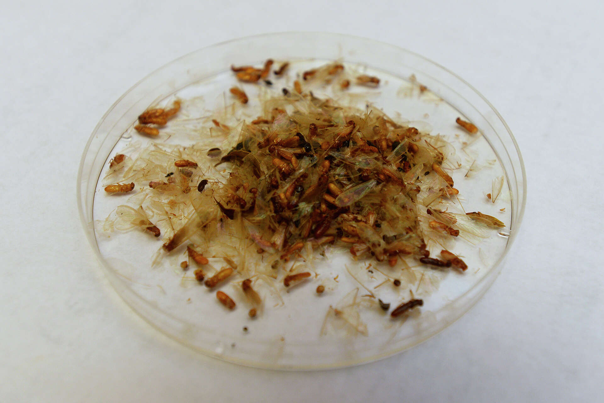 5 things to know about Formosan termite swarms