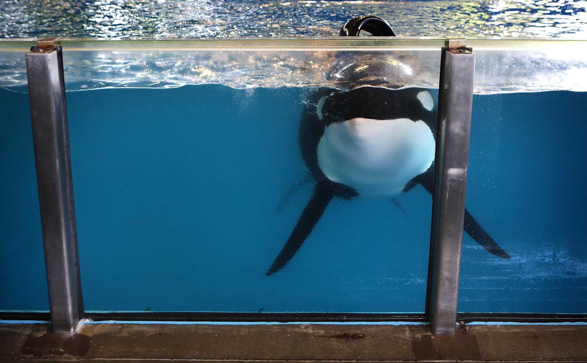 SeaWorld criticizes Express-News investigation as ‘biased’