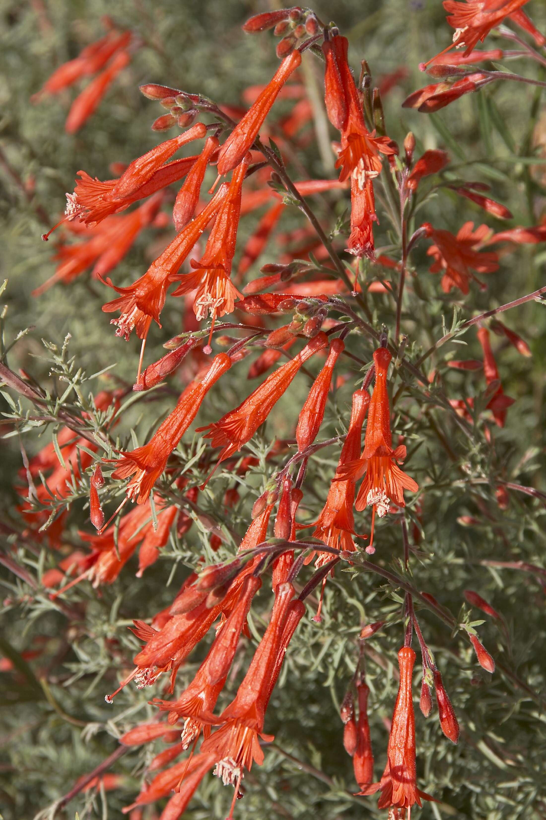 California fuchsia’s never-ending blooms