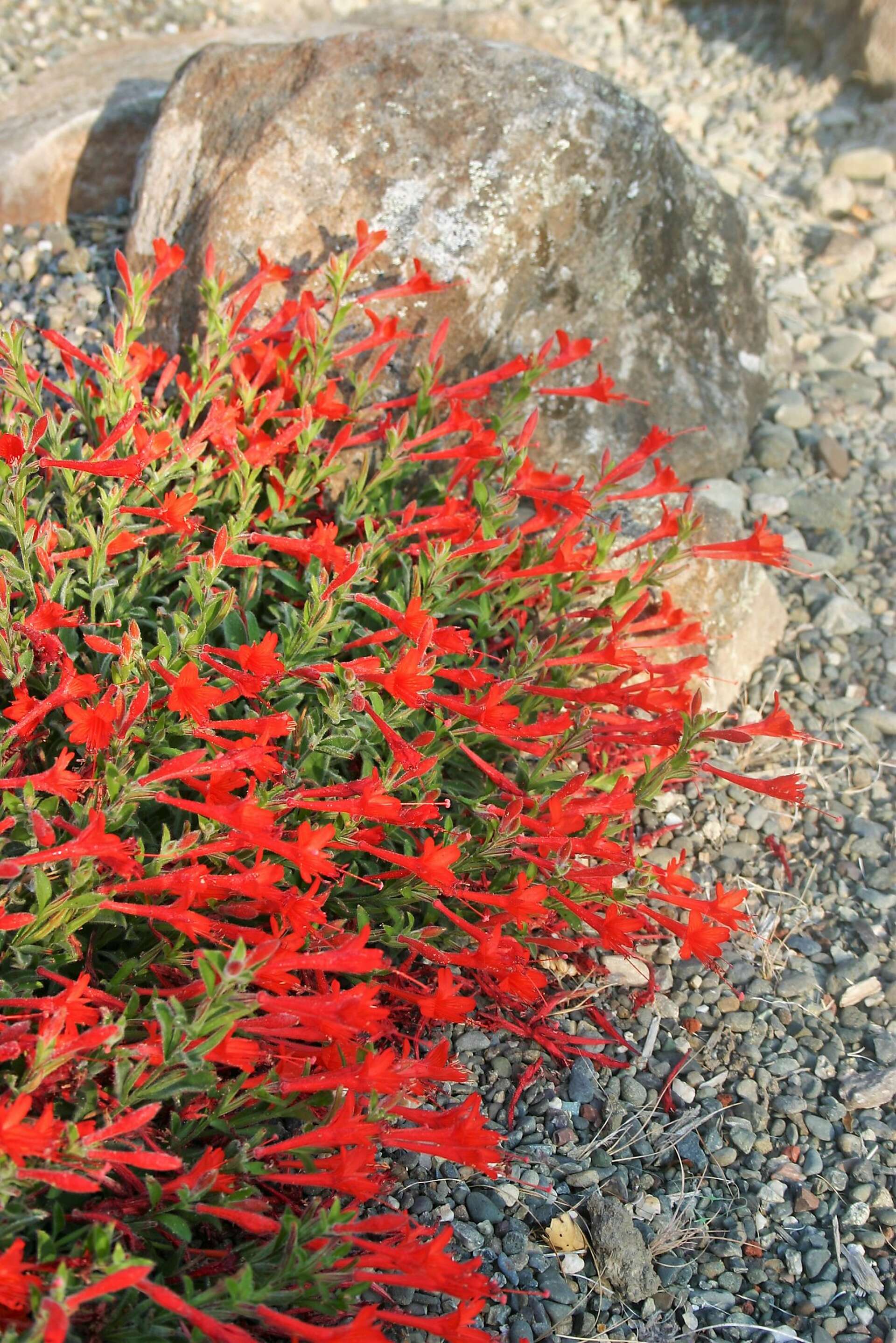 California fuchsia’s never-ending blooms