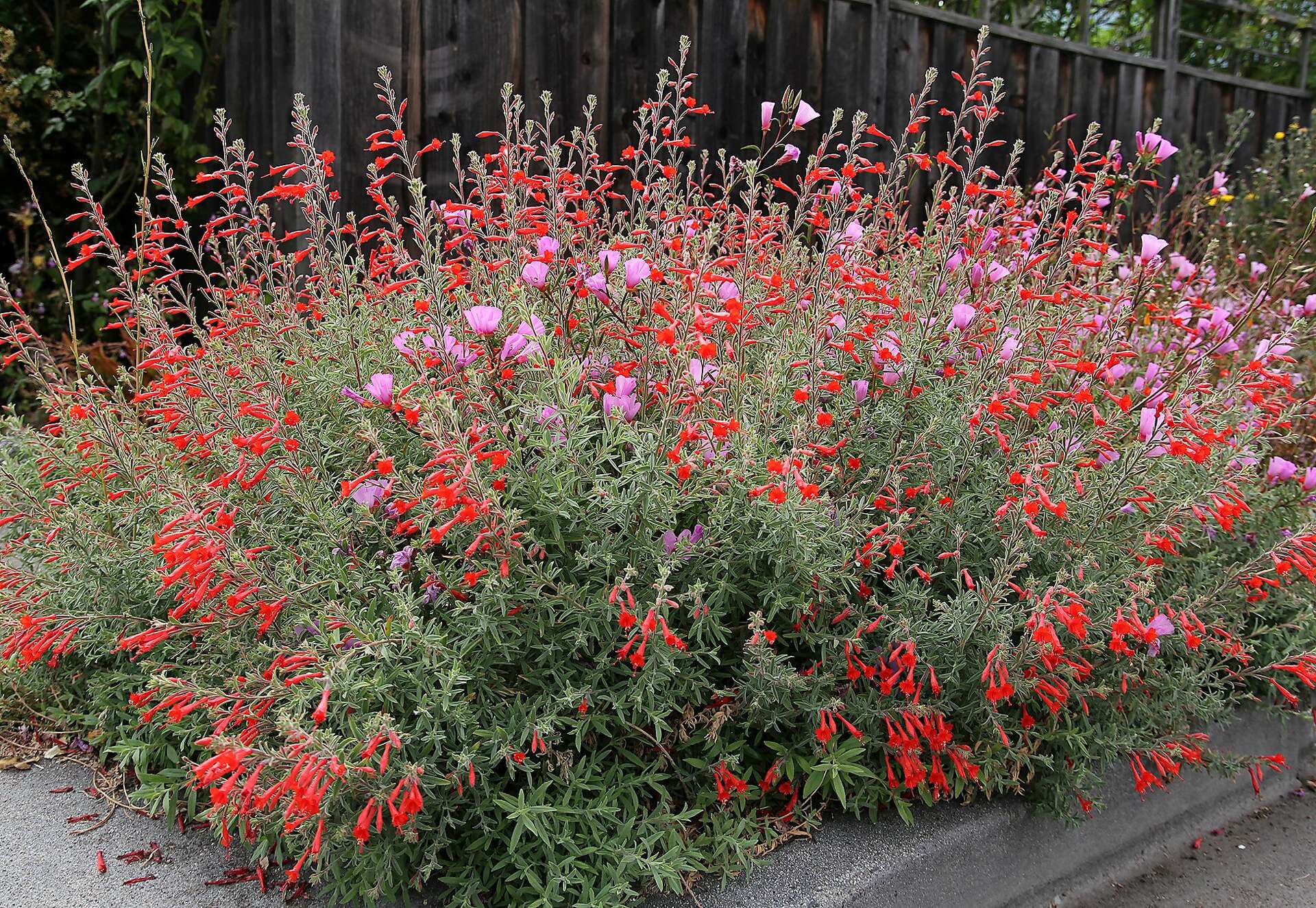 California fuchsia’s never-ending blooms