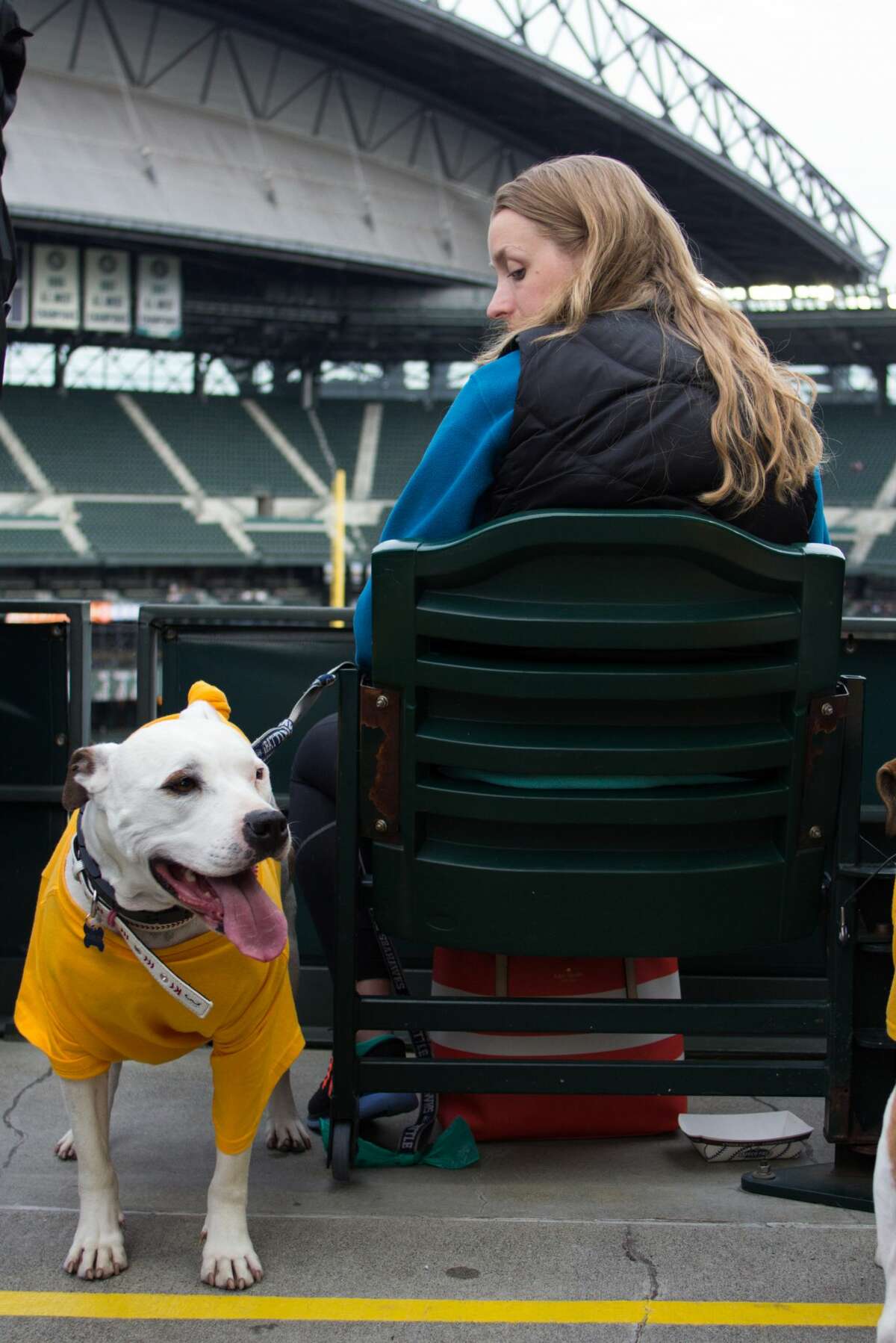Sit! Stay! Seattle Mariners' Bark at the Park less than a week away