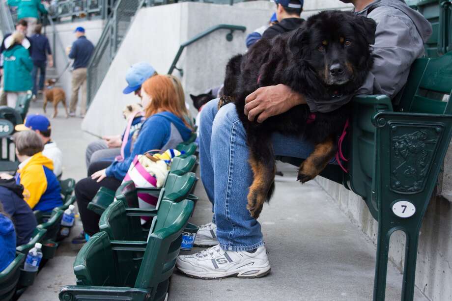 Dog breeds that have attacked the most people - seattlepi.com