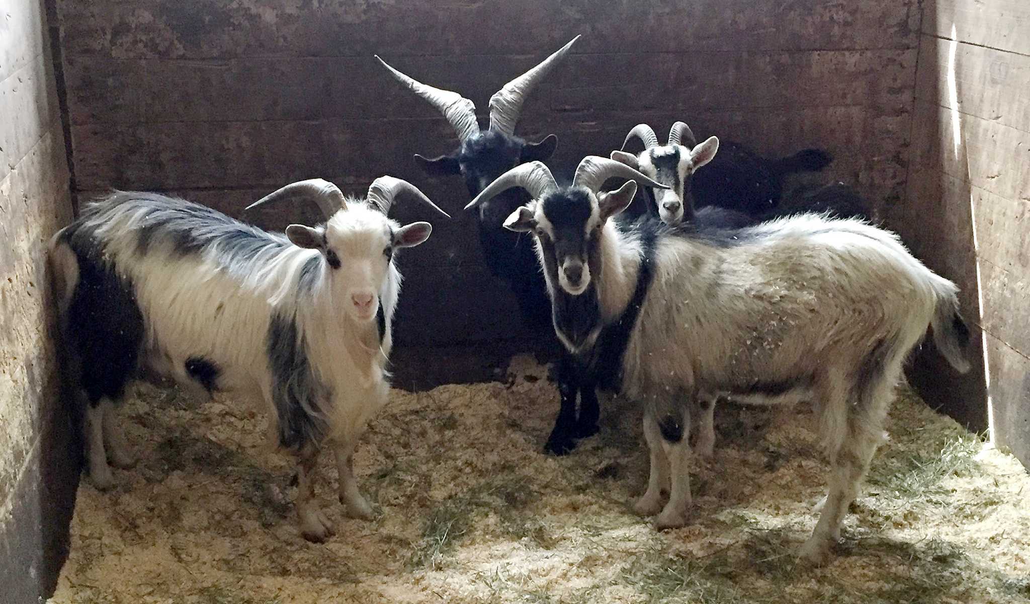 50 goats overwhelm rescue farm