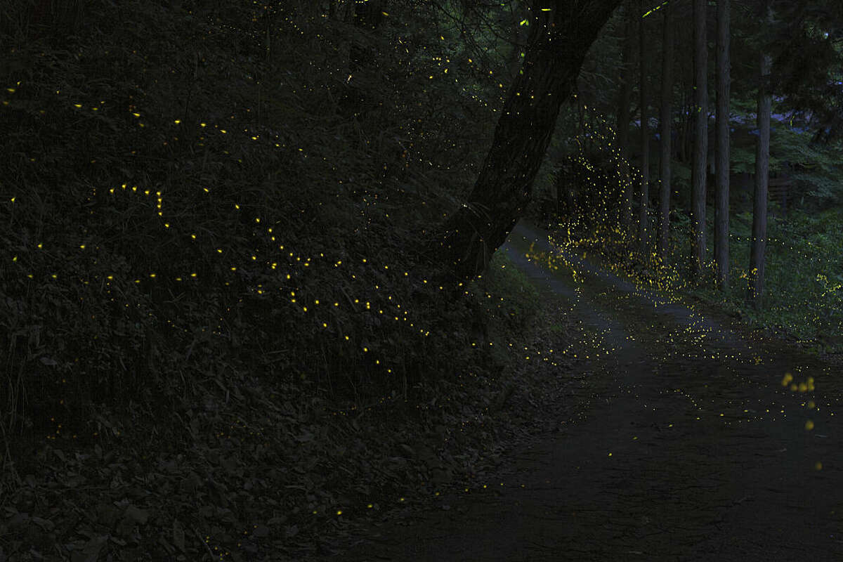 Fireflies appear to have returned to Texas just in time for summer