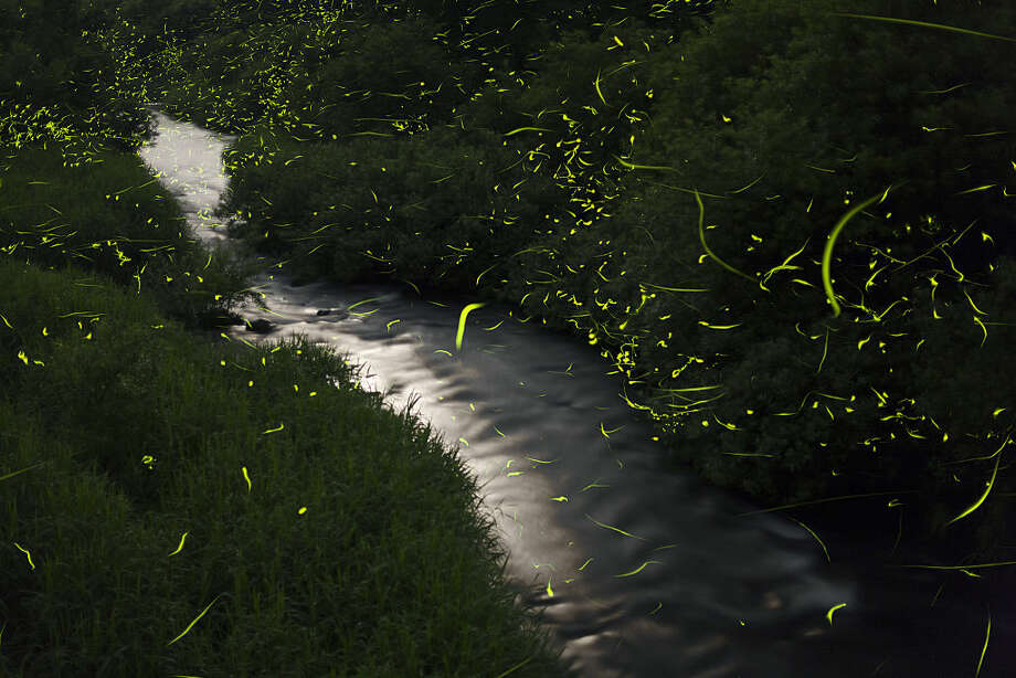 Fireflies appear to have returned to Texas just in time for summer ...