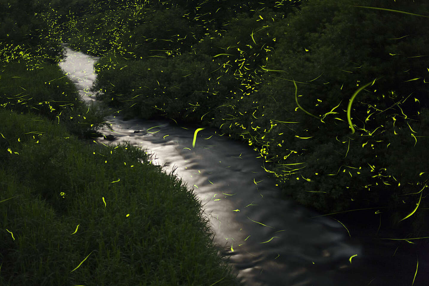 Fireflies appear to have returned to Texas just in time for summer