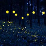 Fireflies appear to have returned to Texas just in time for summer ...
