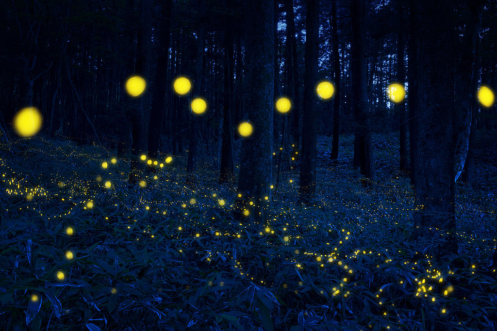 Fireflies appear to have returned to Texas just in time for summer
