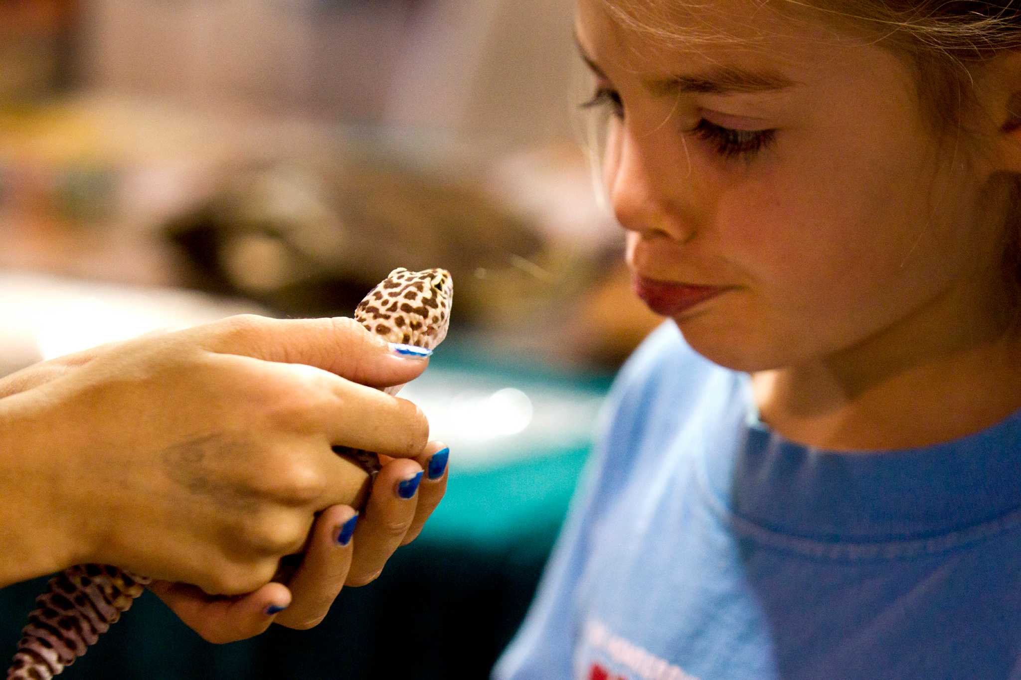 Family friendly Events Around Houston This Weekend