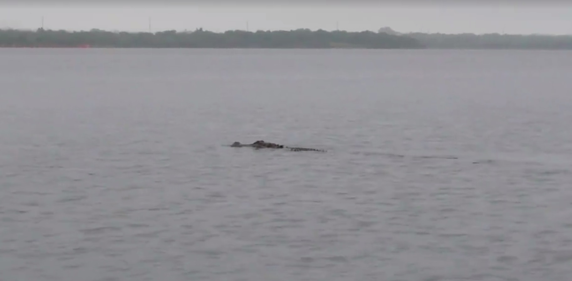 Fisherman spots alligator in Calaveras Lake, catches it on video