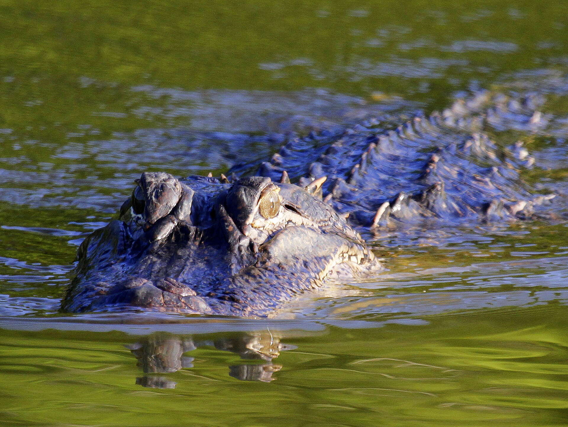 There are gators galore in Texas