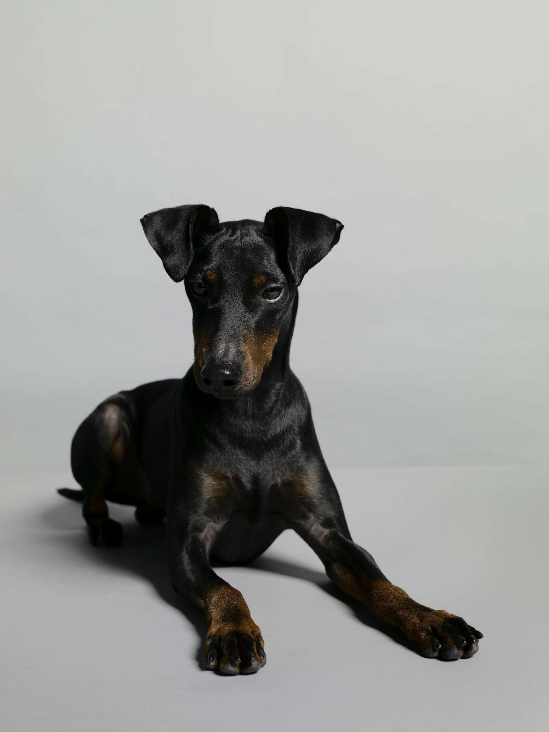 Dog names that perfectly define what it means to be from Texas