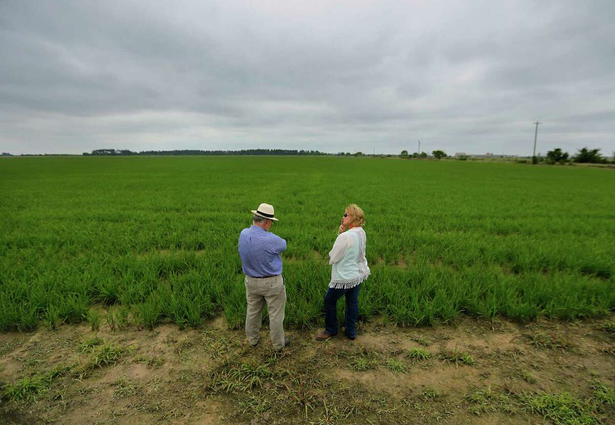 As rice fields give way to suburban sprawl, farmers ponder what's next