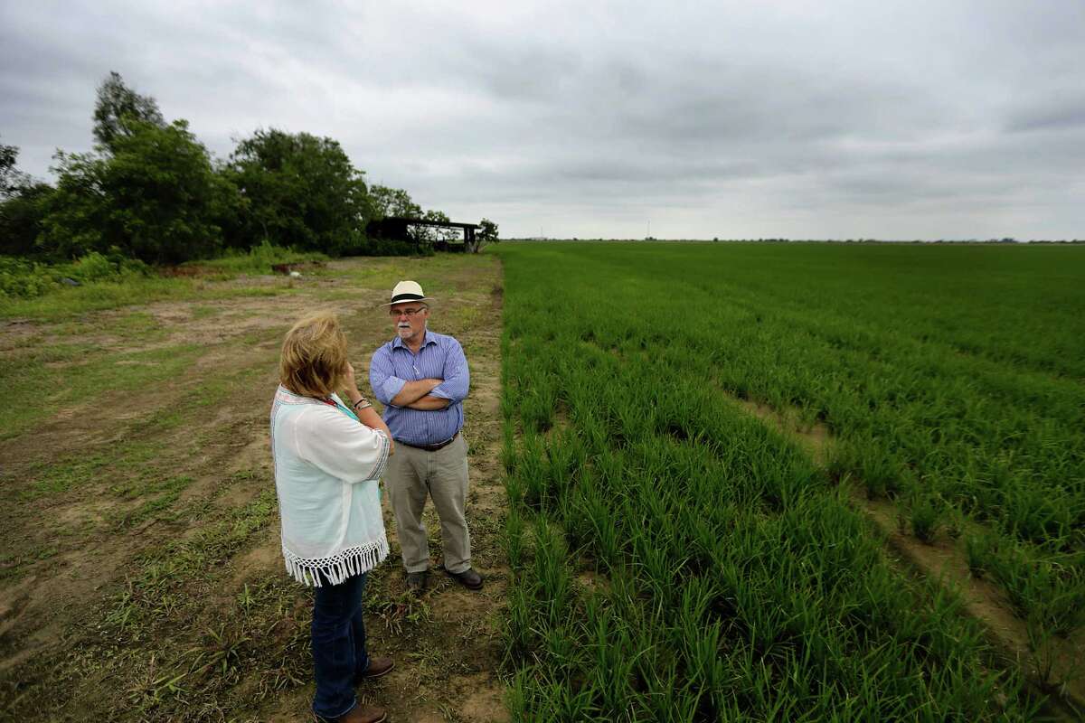As rice fields give way to suburban sprawl, farmers ponder what's next