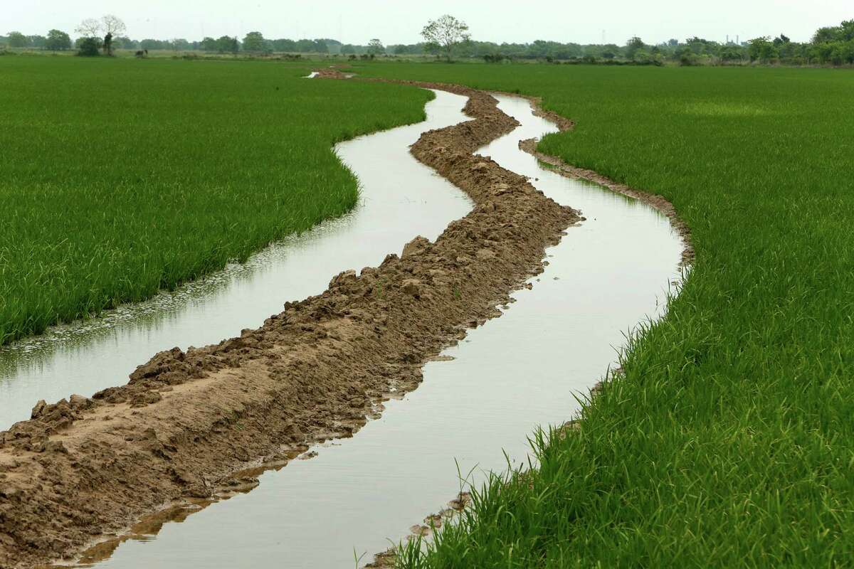 As rice fields give way to suburban sprawl, farmers ponder what's next