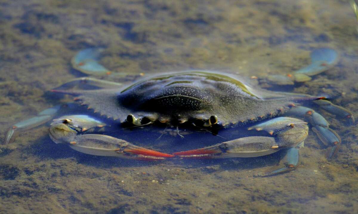 Female blue crabs getting tagged in Gulf study of migration habits