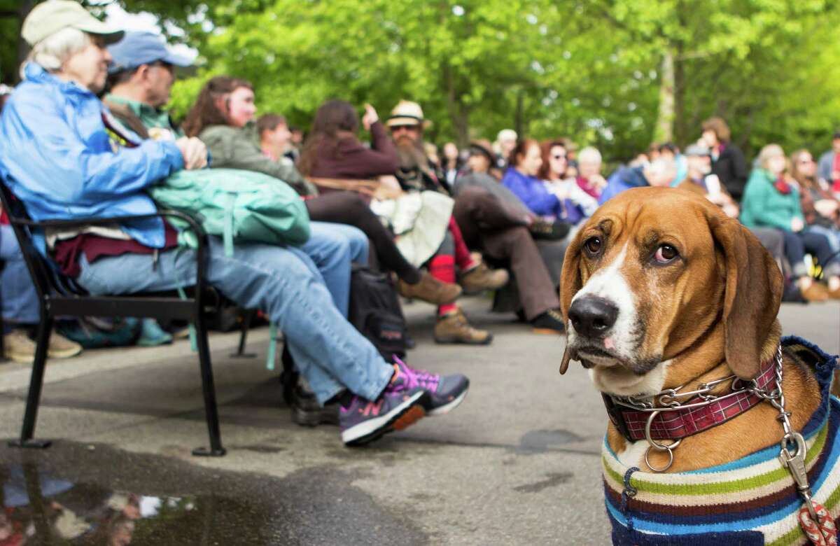 Seattle Kennel Club's 'Woof By Woofwest' dog show comes to CenturyLink ...