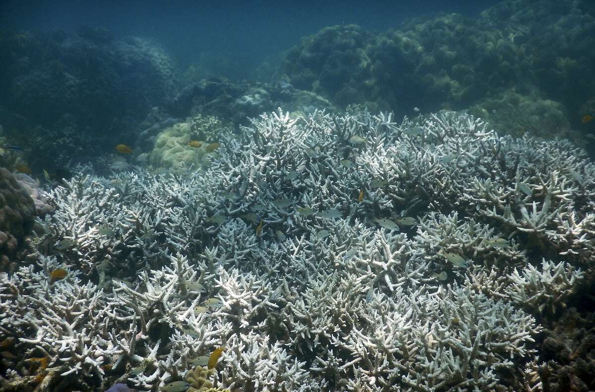 In vitro fertilization may save coral reefs