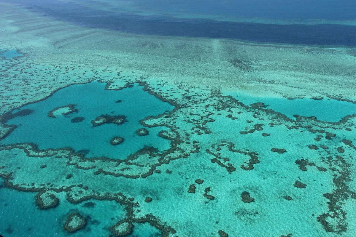 In vitro fertilization may save coral reefs