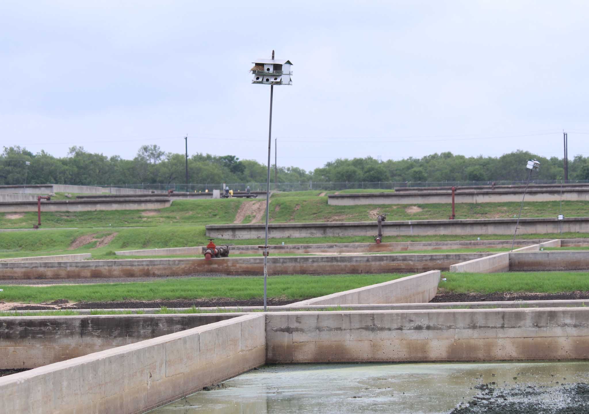 Purple martins, miniature wasps and natural bacteria kill the pests at ...