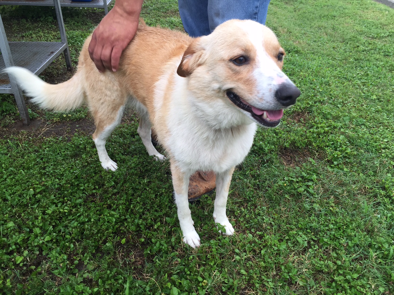 Dog rescued by Fort Bend Sheriff's Office deputies up for adoption at ...