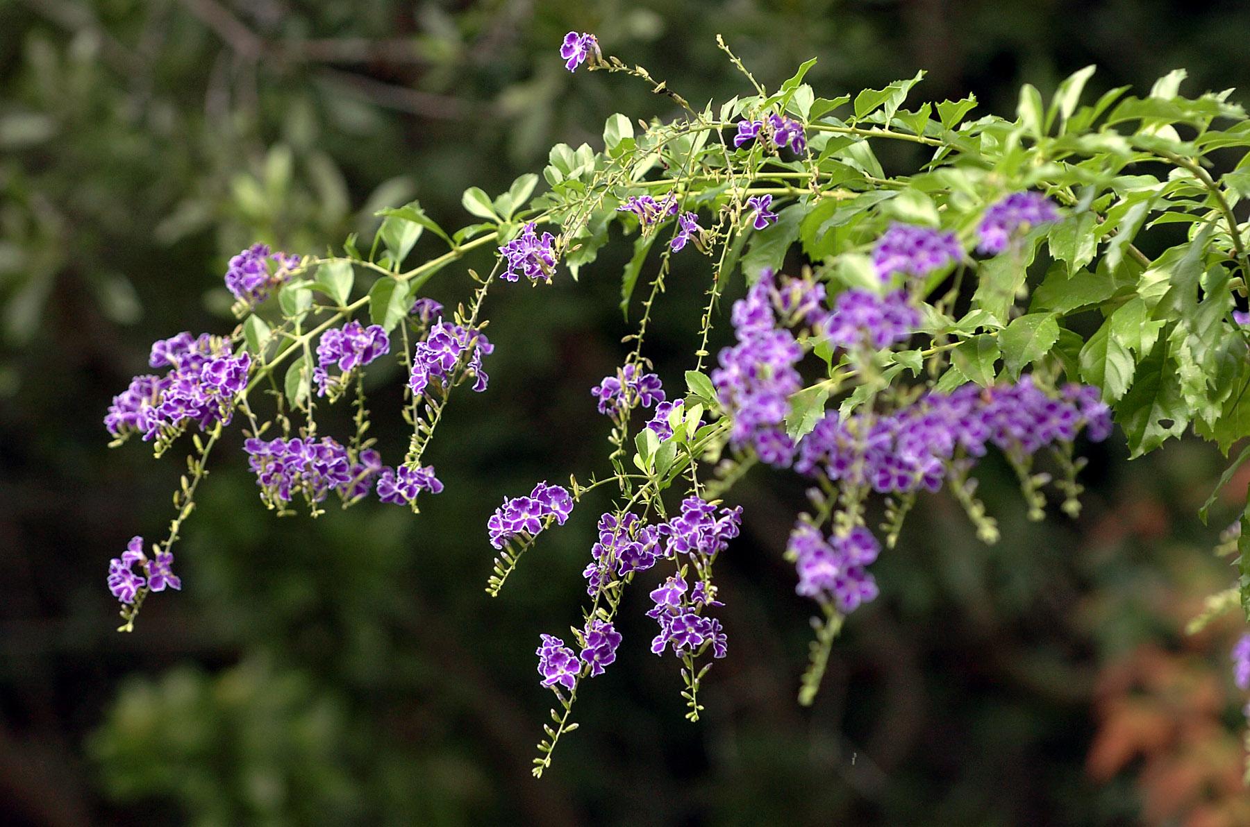 Calvin Finch: What is blooming now