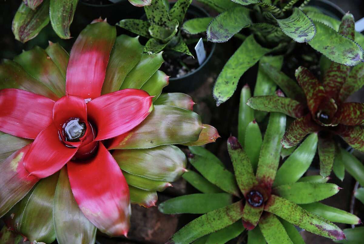 Bromeliads have a passionate following