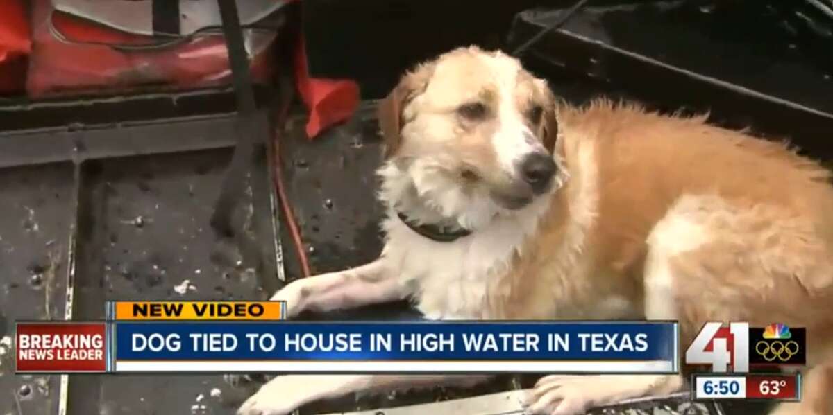Dog left for dead during Texas floods saved by Fort Bend rescue crews