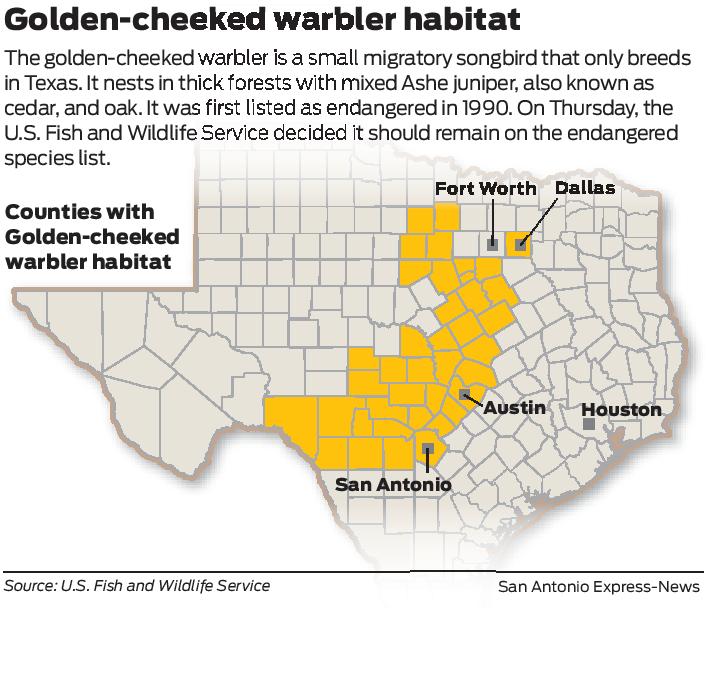 Golden-cheeked warbler to stay on endangered species list