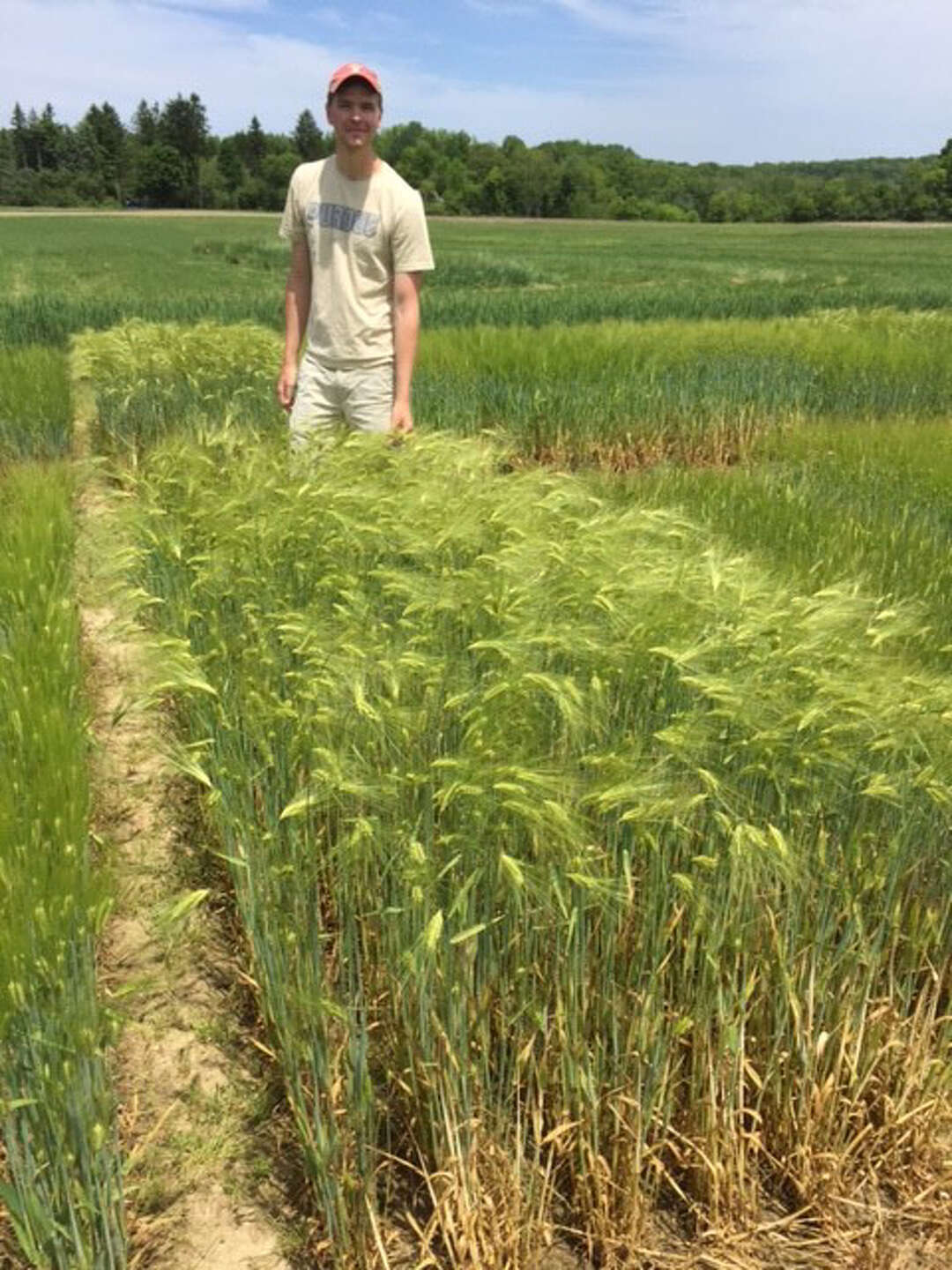 Cornell University expert seeks better barley for craft beer boom