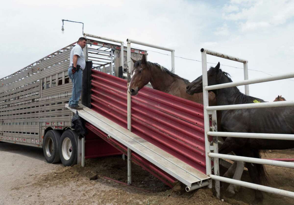 Horse slaughter controversy still rages