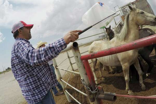 Horse slaughter controversy still rages - ExpressNews.com