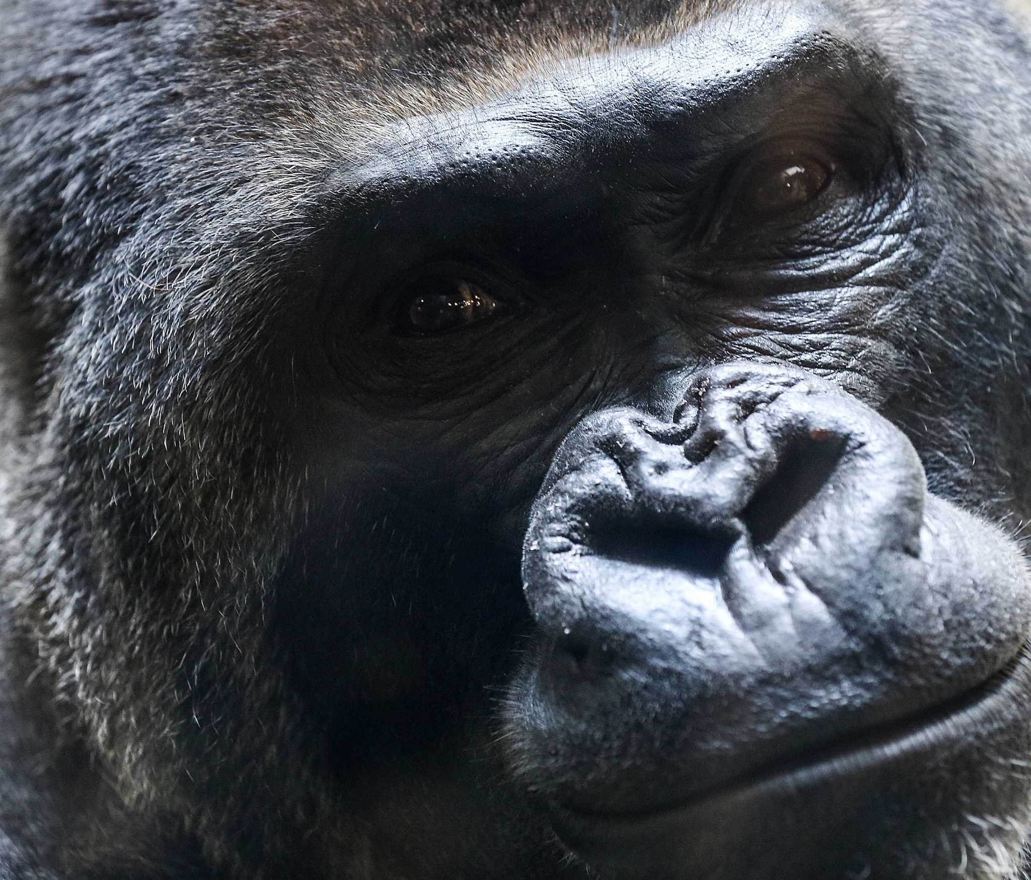 After Cincinnati, a gorilla guru mulls life at the zoo