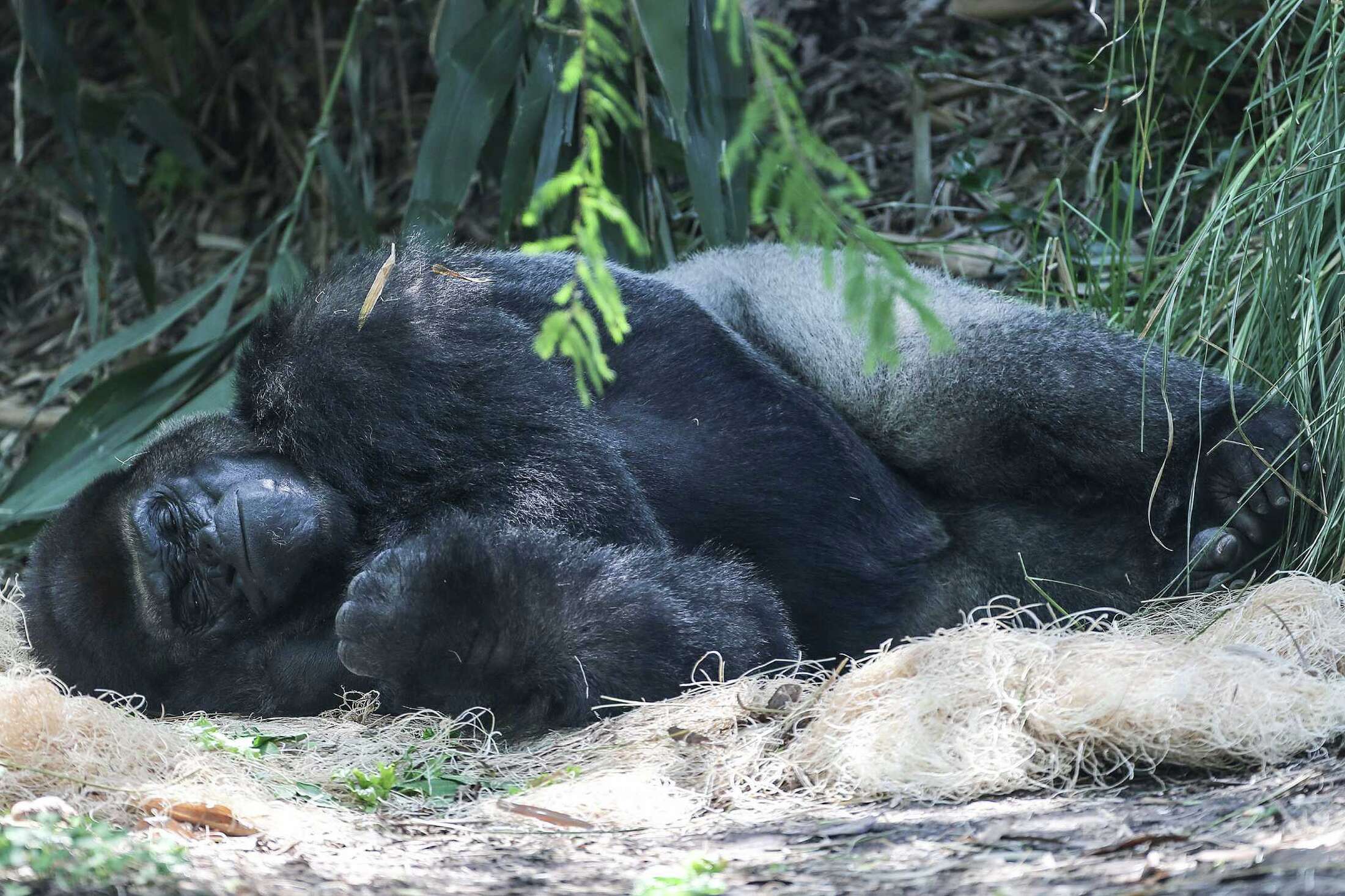 After Cincinnati, a gorilla guru mulls life at the zoo