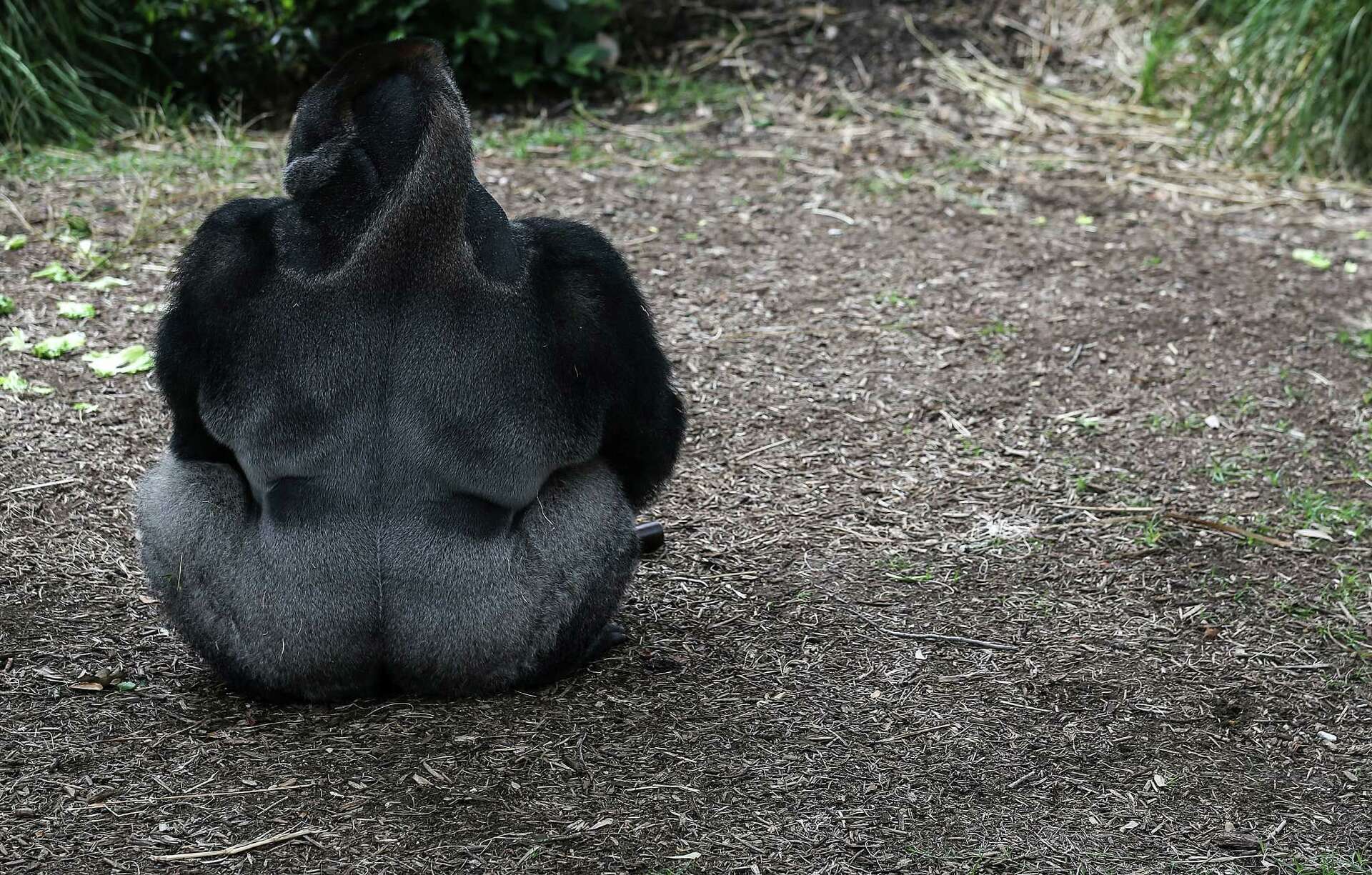 After Cincinnati, a gorilla guru mulls life at the zoo