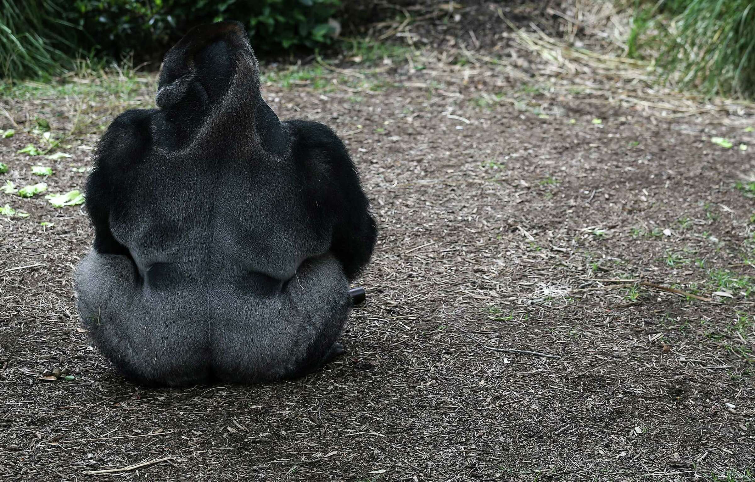 After Cincinnati, a gorilla guru mulls life at the zoo