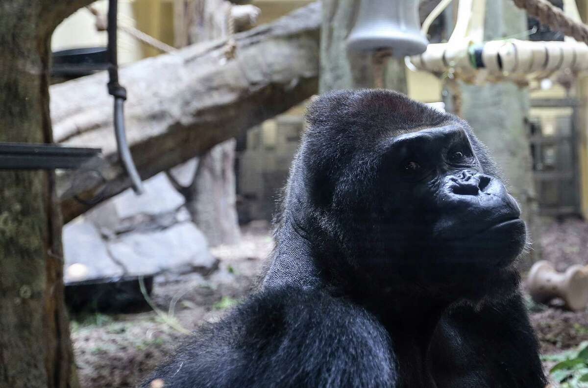 After Cincinnati, a gorilla guru mulls life at the zoo