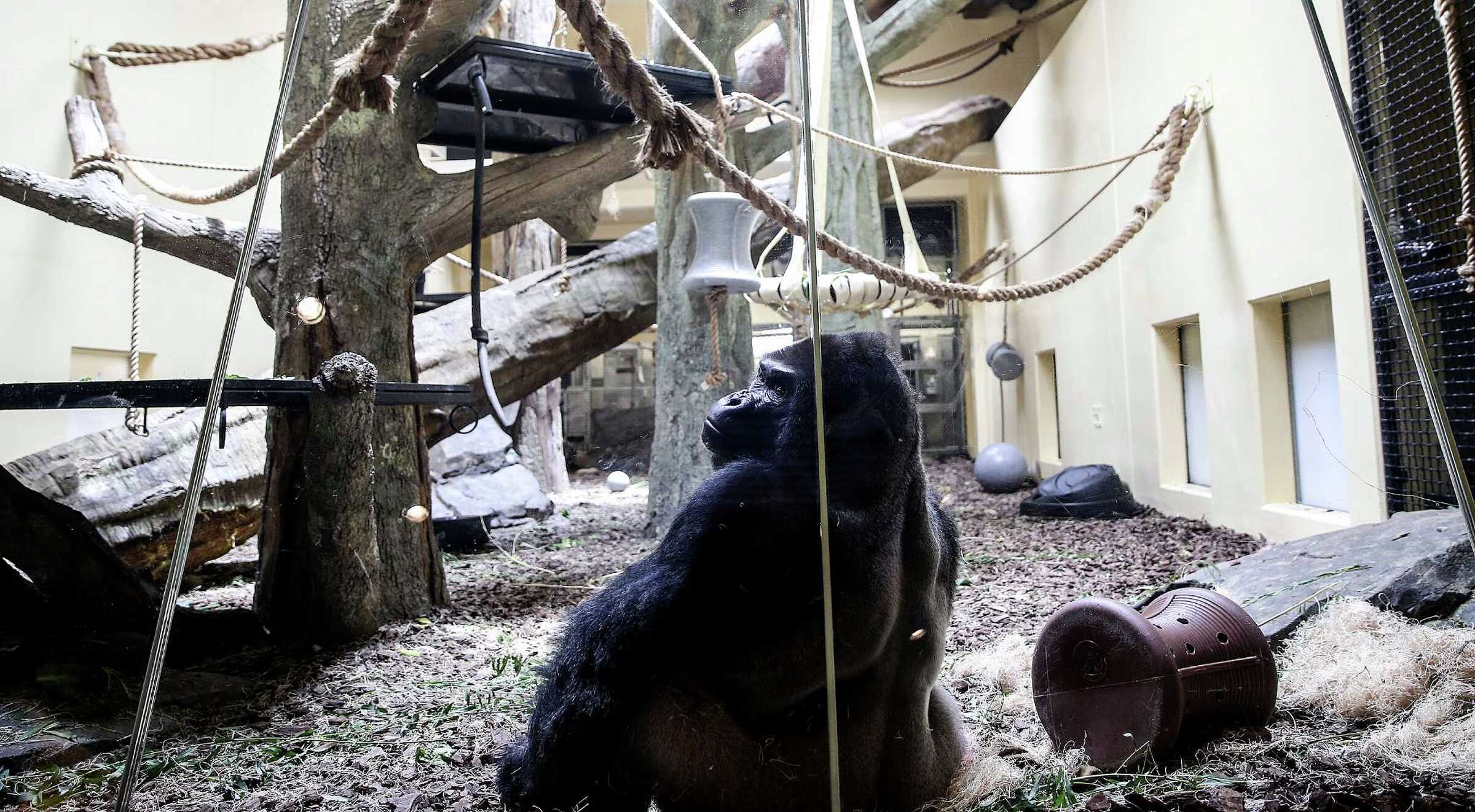 After Cincinnati, a gorilla guru mulls life at the zoo